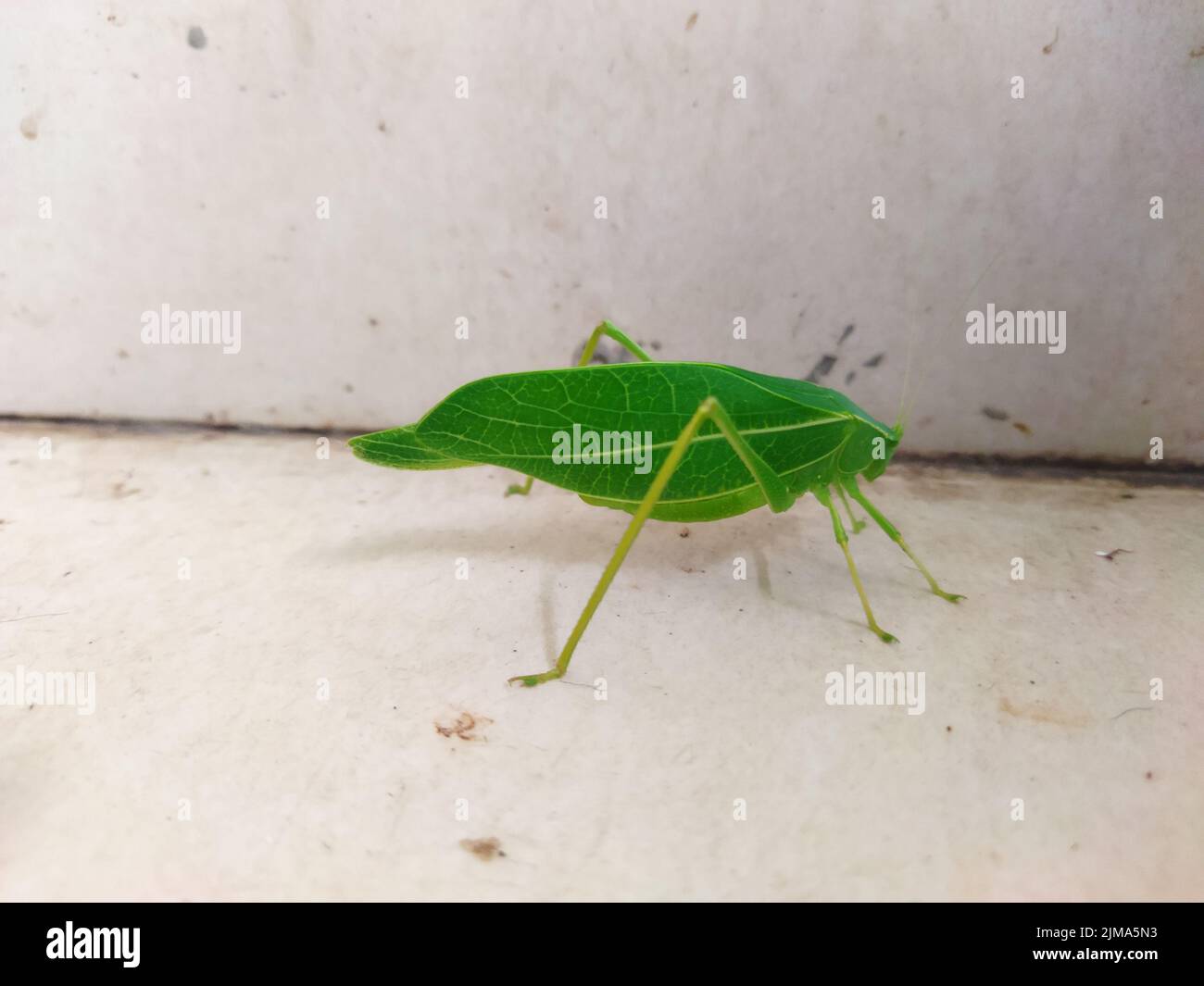 A Common True Katydid, Pterophylla camellifoli, in the family ...