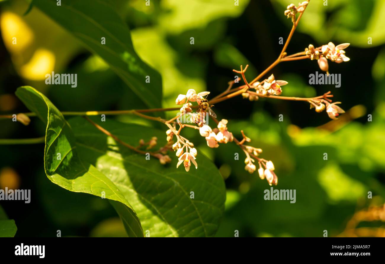 Tahongai, guest tree (Kleinhovia hospita), known as Timoho (Java ...