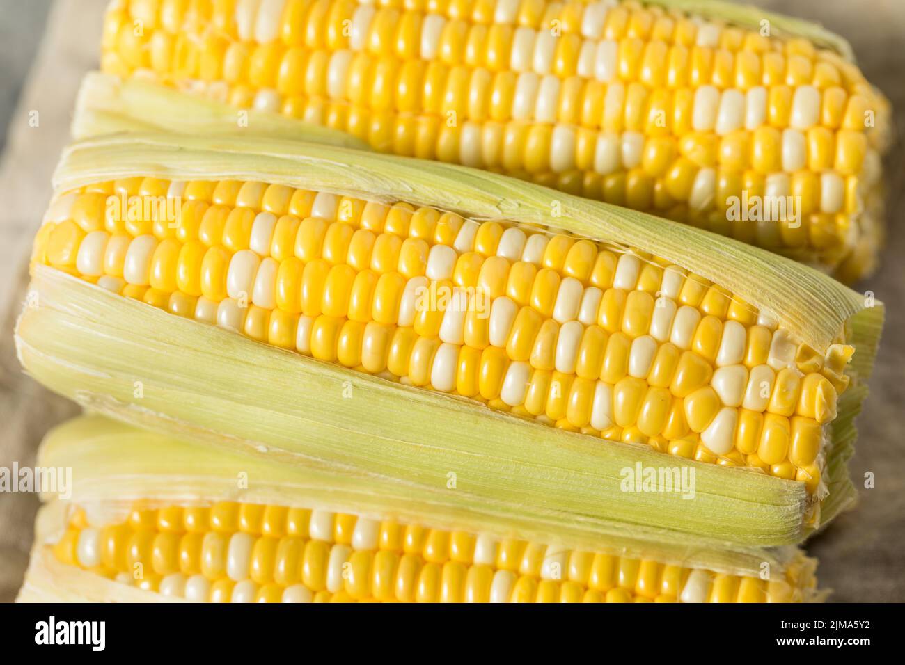 Raw Organic Yellow Sweet Corn on the Cob Ready to Cook Stock Photo - Alamy