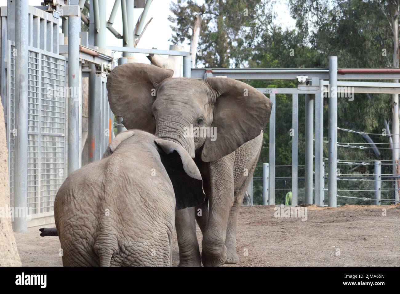 A view of the two elephants in the zoo Stock Photo - Alamy