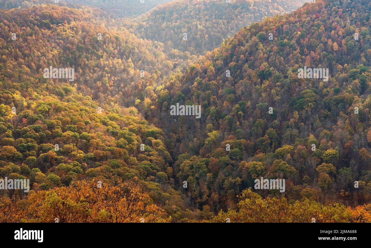 Fall colors in forest at Coopers Rock State Park WV Stock Photo - Alamy