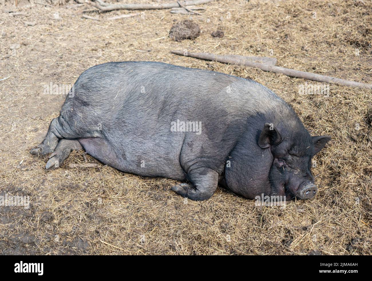 Archeoskanzen Modra, open-air museum of Great Moravian settlement ...
