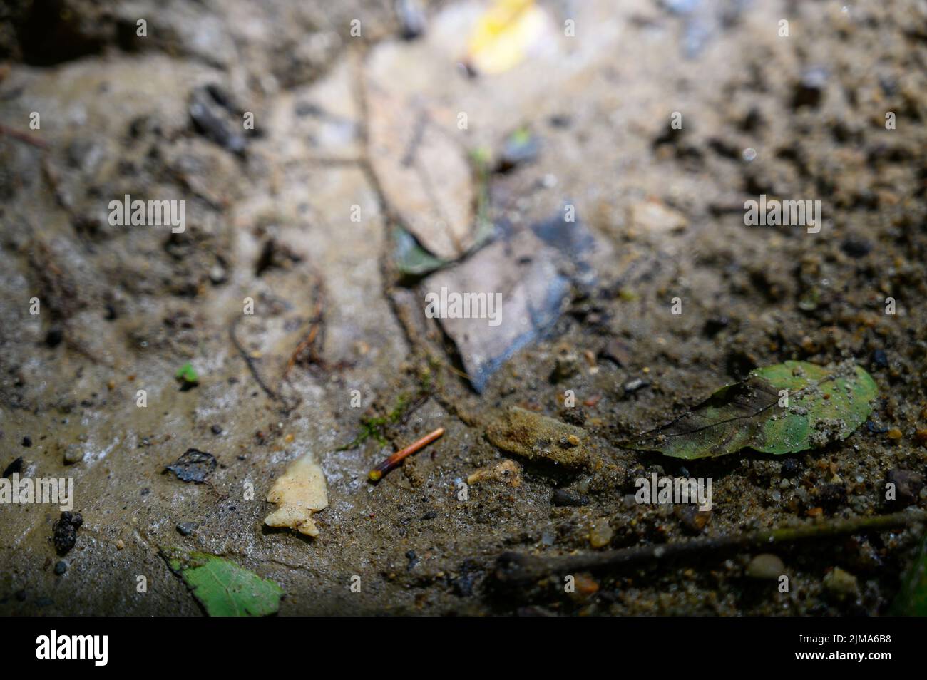 Native American Indian bird point arrowhead in creek bed Stock Photo ...