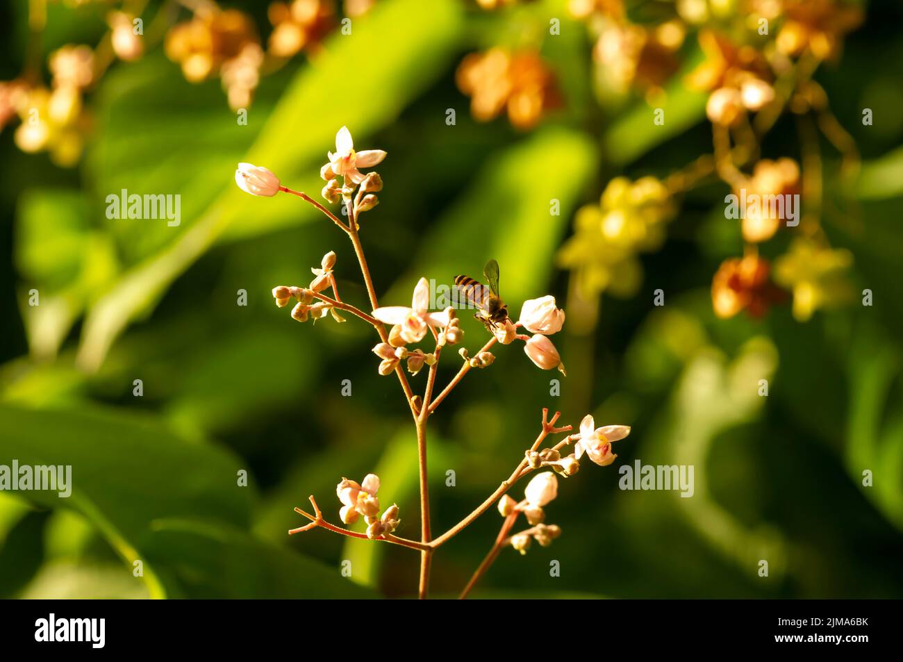 Tahongai, guest tree (Kleinhovia hospita), known as Timoho (Java ...
