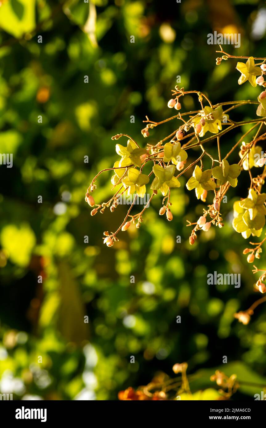 Tahongai, guest tree (Kleinhovia hospita), known as Timoho (Java ...