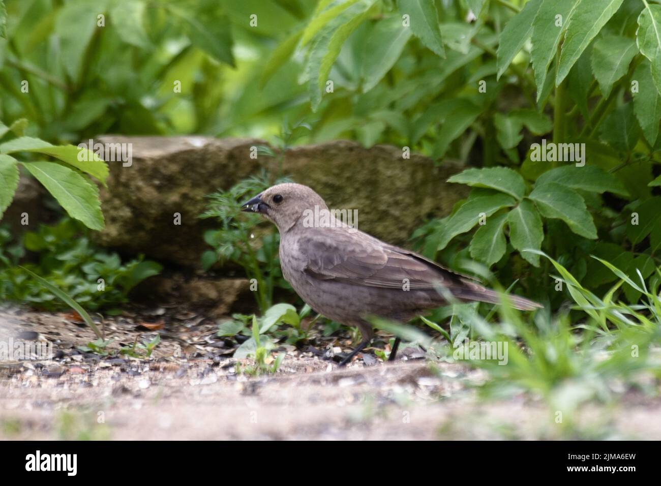 A closeup shot of a little gray bird walking on the ground Stock Photo ...