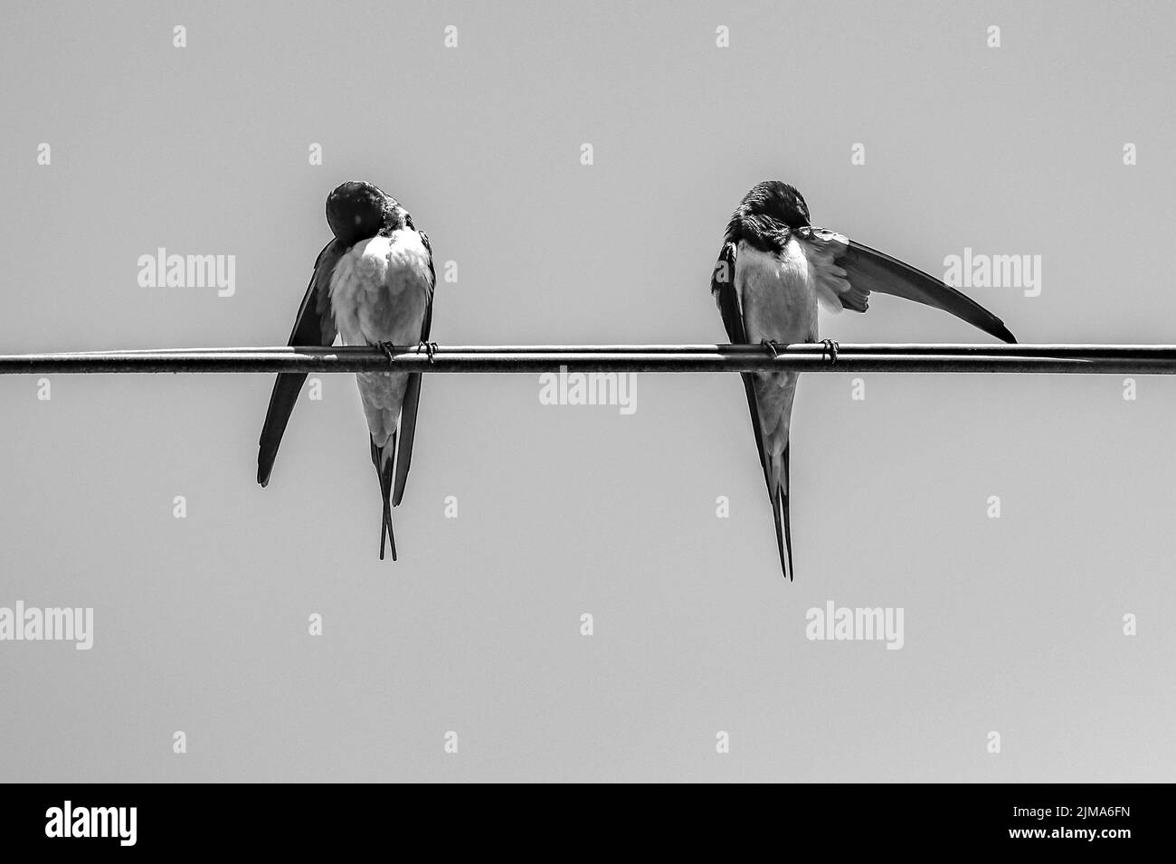 Two small birds stand hi-res stock photography and images - Alamy