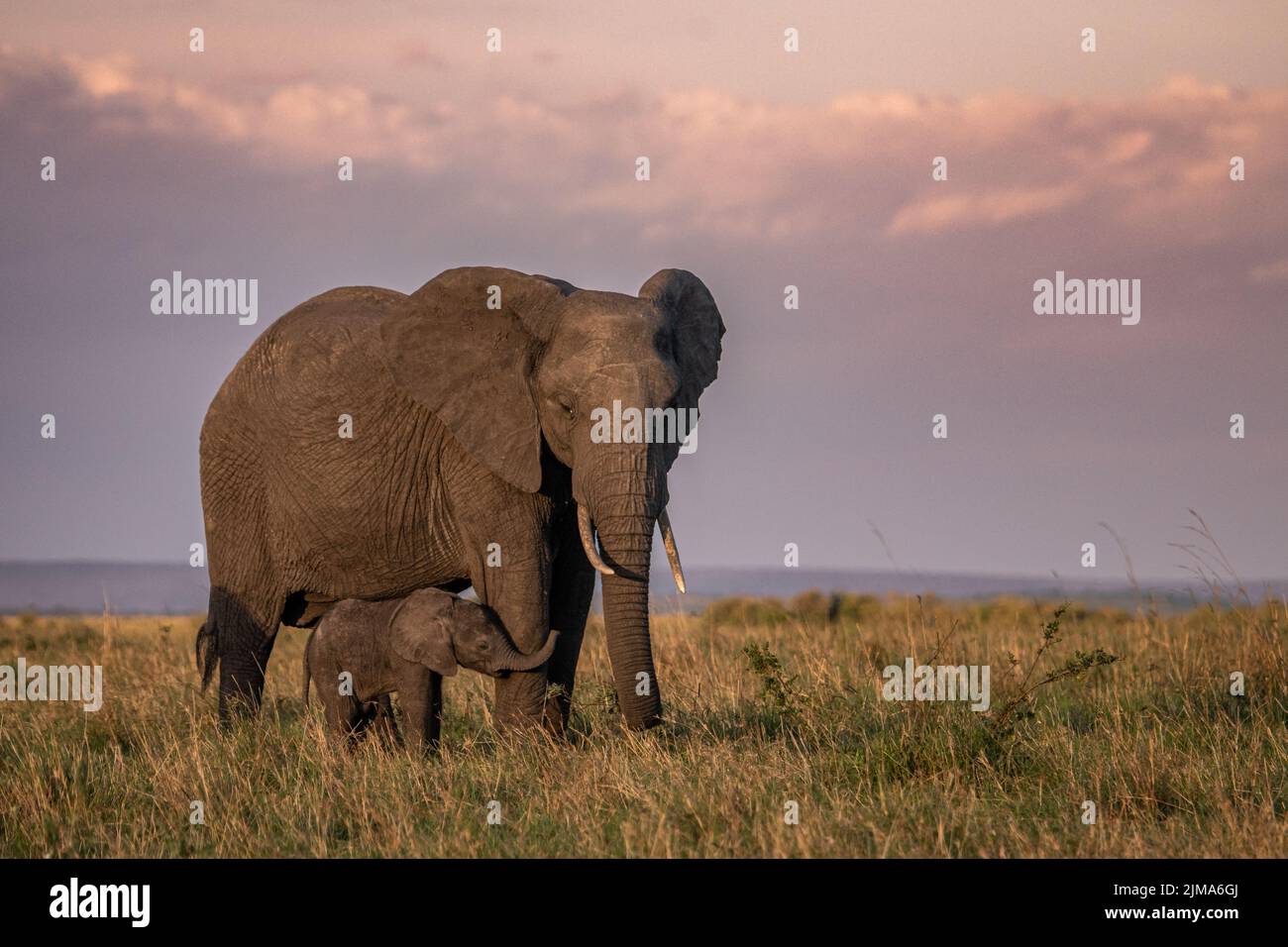 Baby African Elephants In Sunset