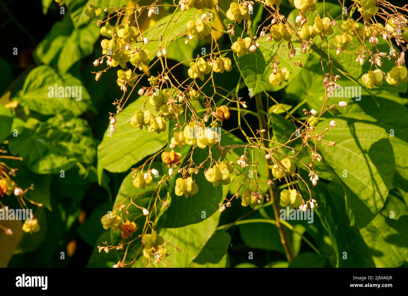Tahongai, guest tree (Kleinhovia hospita), known as Timoho (Java ...