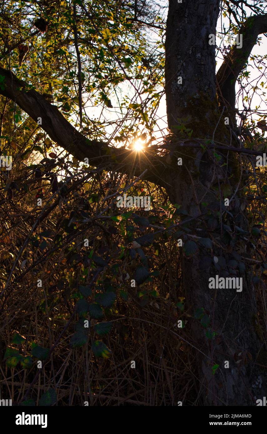 Sunlight beaming through foliage hi-res stock photography and images ...