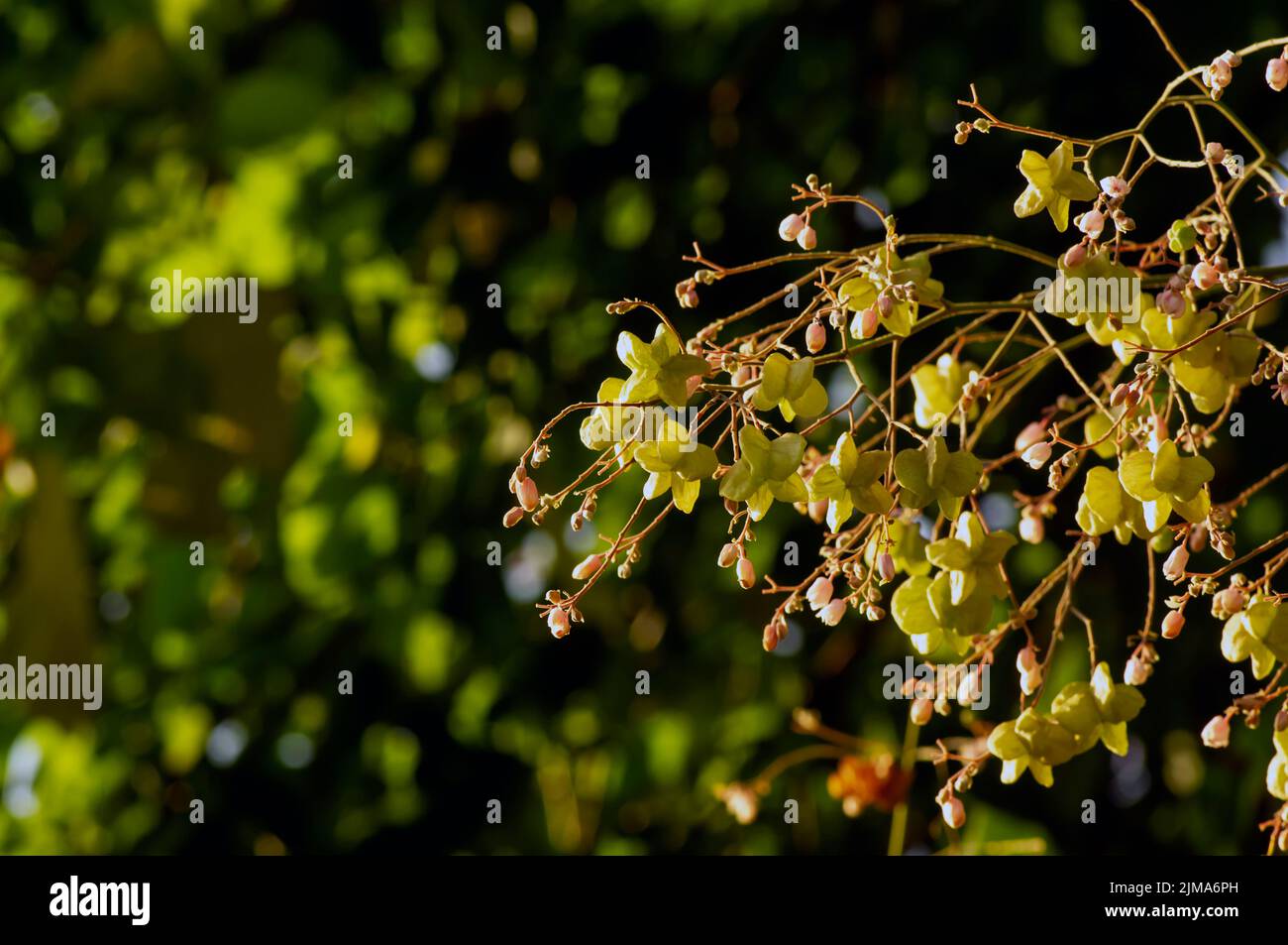 Tahongai, guest tree (Kleinhovia hospita), known as Timoho (Java ...