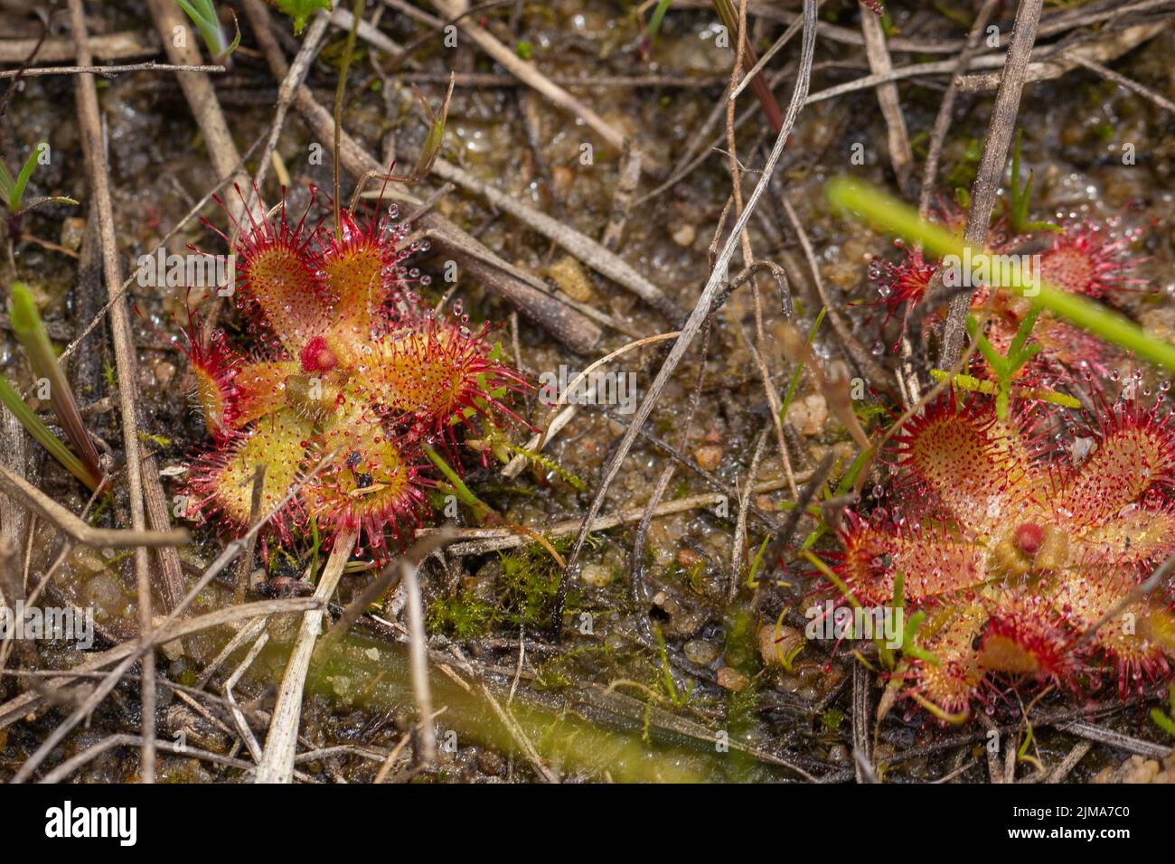Rosettes of Drosera trineriva, a carnivorous plant from the Sundew ...