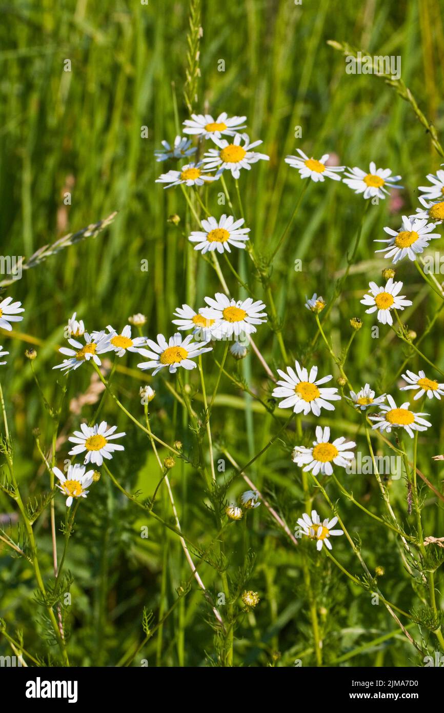 Group daisy flowers in hi-res stock photography and images - Alamy