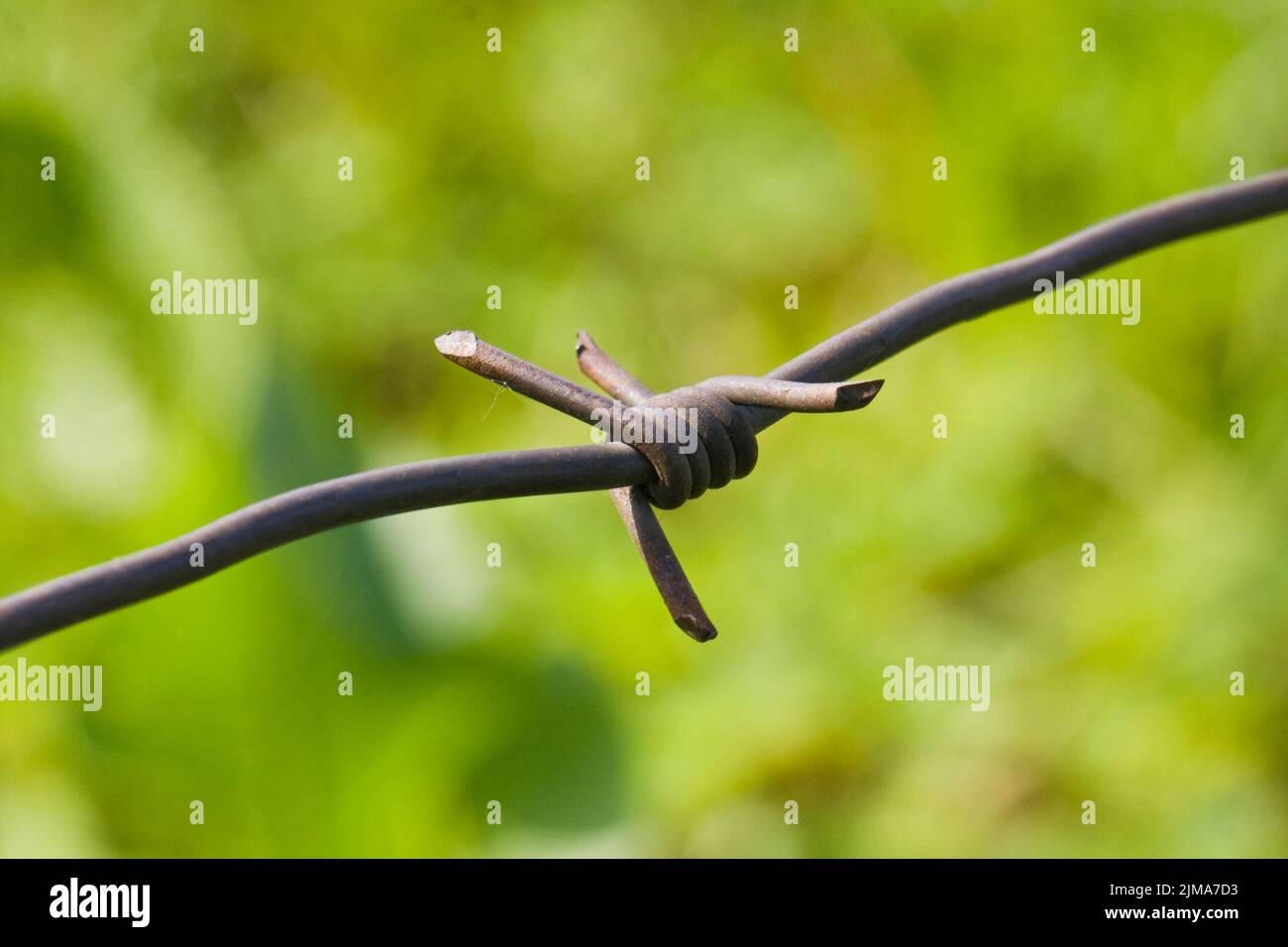 Wire grass hi-res stock photography and images - Alamy