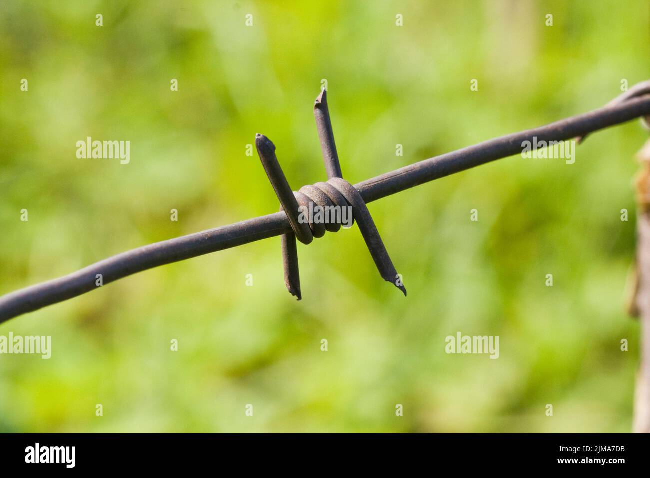Barbed wire against green grass and foliage Stock Photo - Alamy