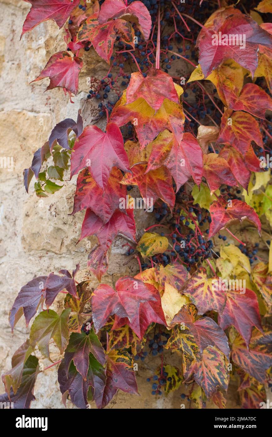 Autumn wild grape on wall Stock Photo - Alamy