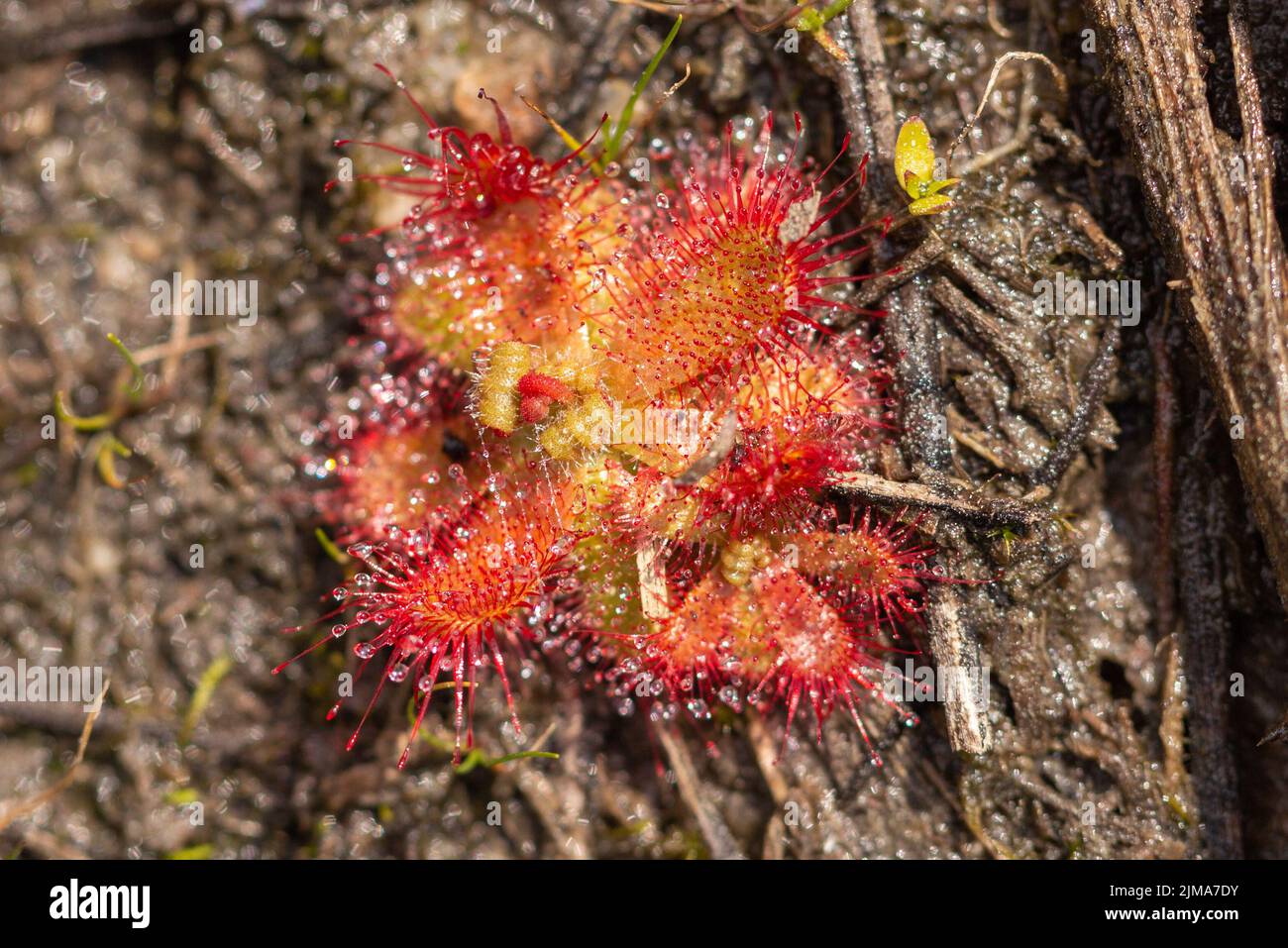 Close up of the carnivorous plant Drosera trinervia in natural habitat ...