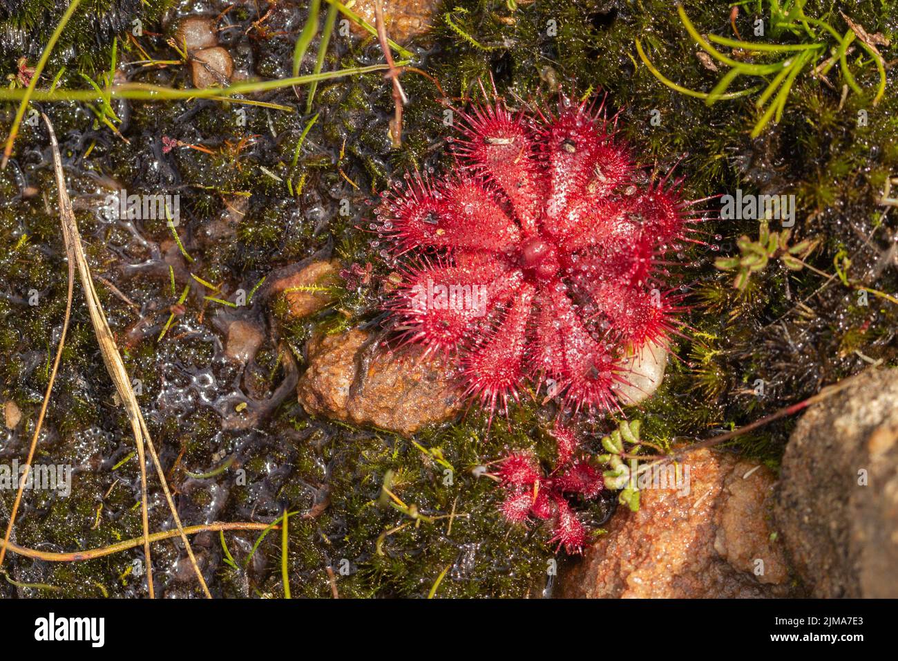 Macro of a single Sundew (carnivorous plant, Drosera sp.) seen in ...