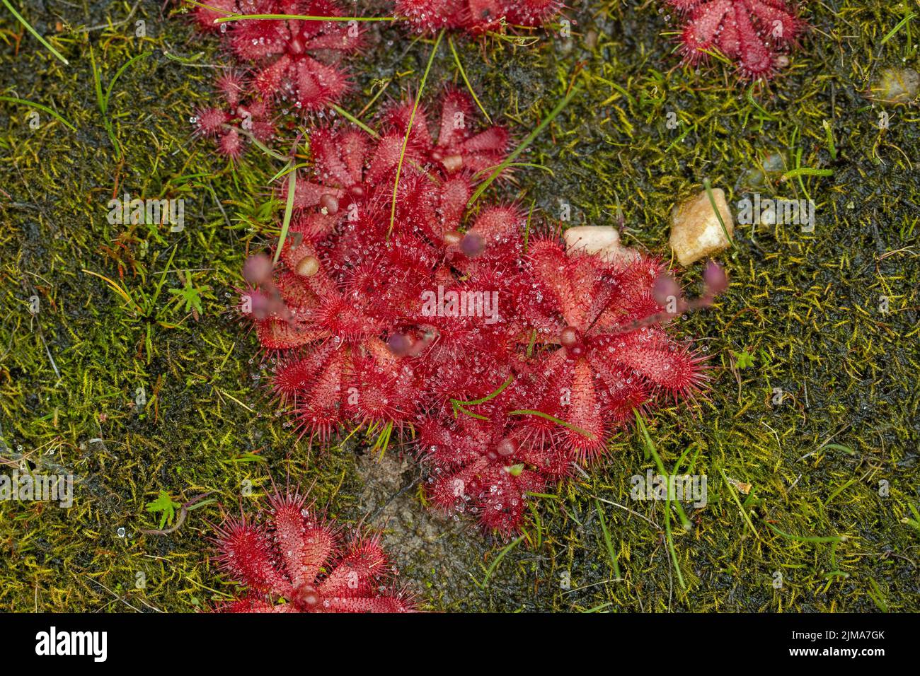 Group of sundews (carnivorous plant) in natural habitat close to ...