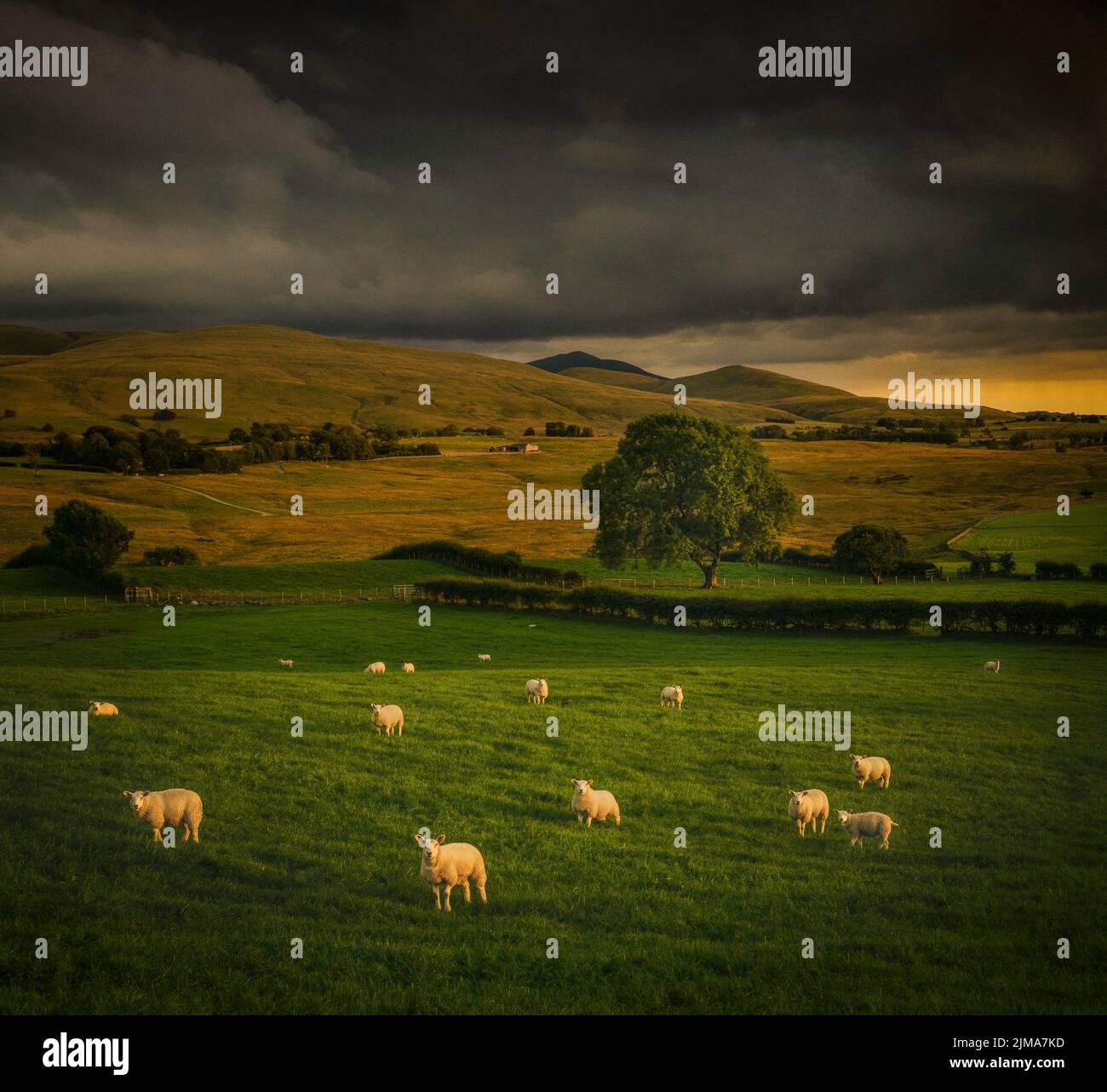 Sheep view looking towards Brae Fell, Longlands Fell and Skiddaw Stock ...