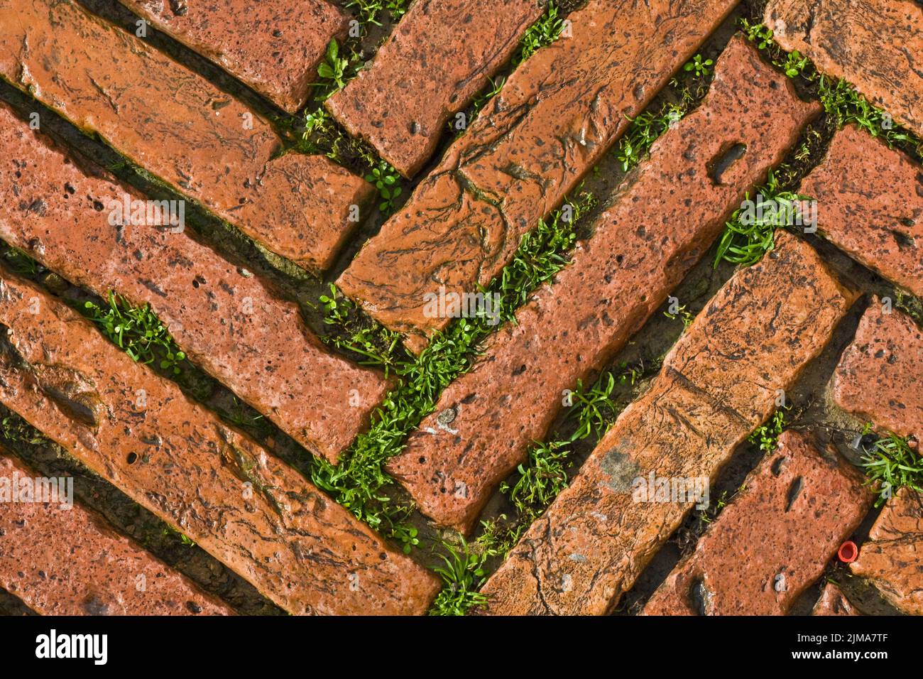 Green grass between cobblestones Stock Photo - Alamy