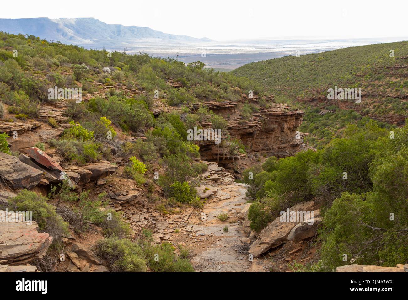 On the Bokkeveld Plateau near Nieuwoudtville in the Norterhn Cape of ...