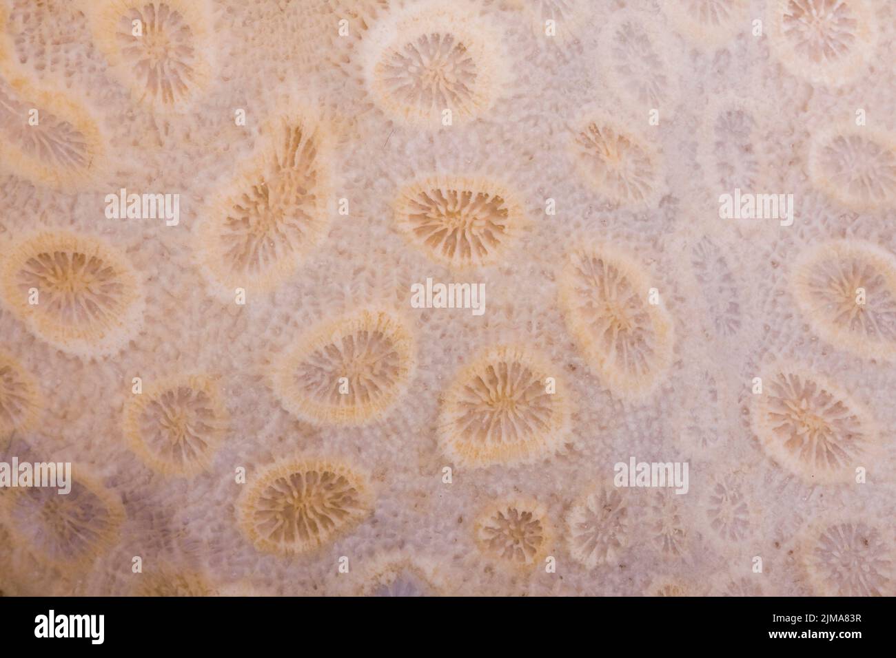 Agatized fossil Indonesian coral Stock Photo - Alamy