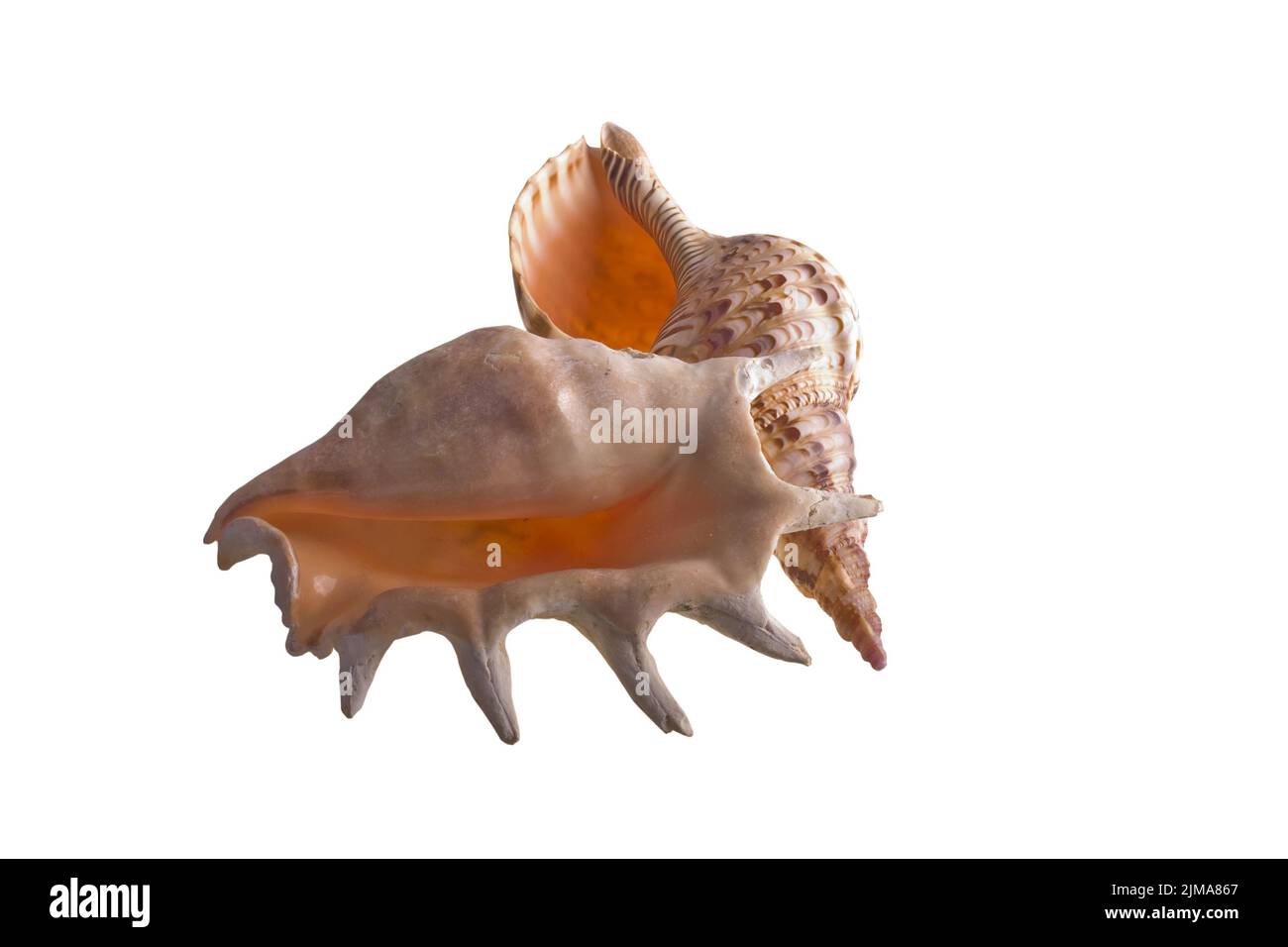 Oysters shell on white Cut Out Stock Images & Pictures - Alamy