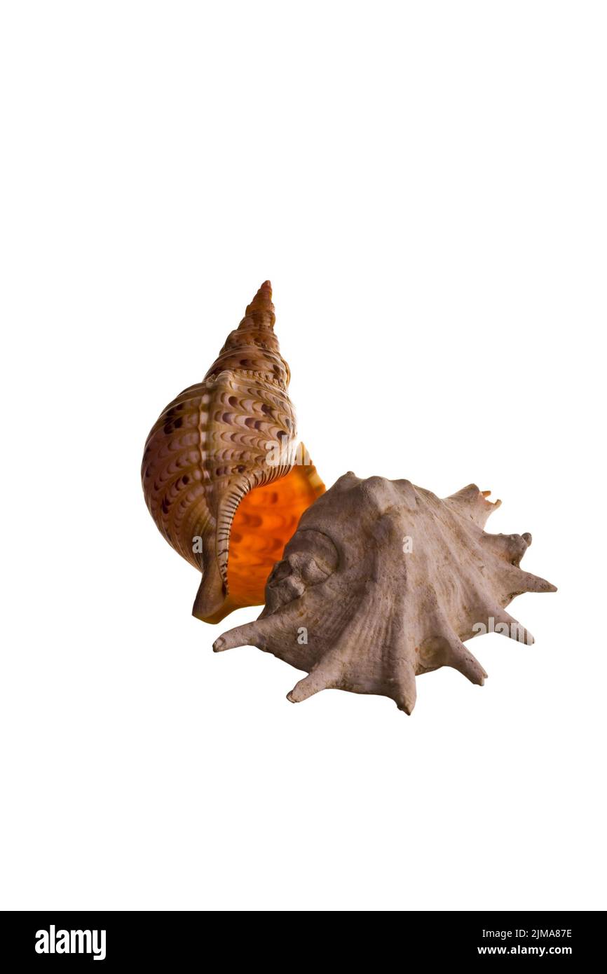 Two scallop shells hi-res stock photography and images - Alamy