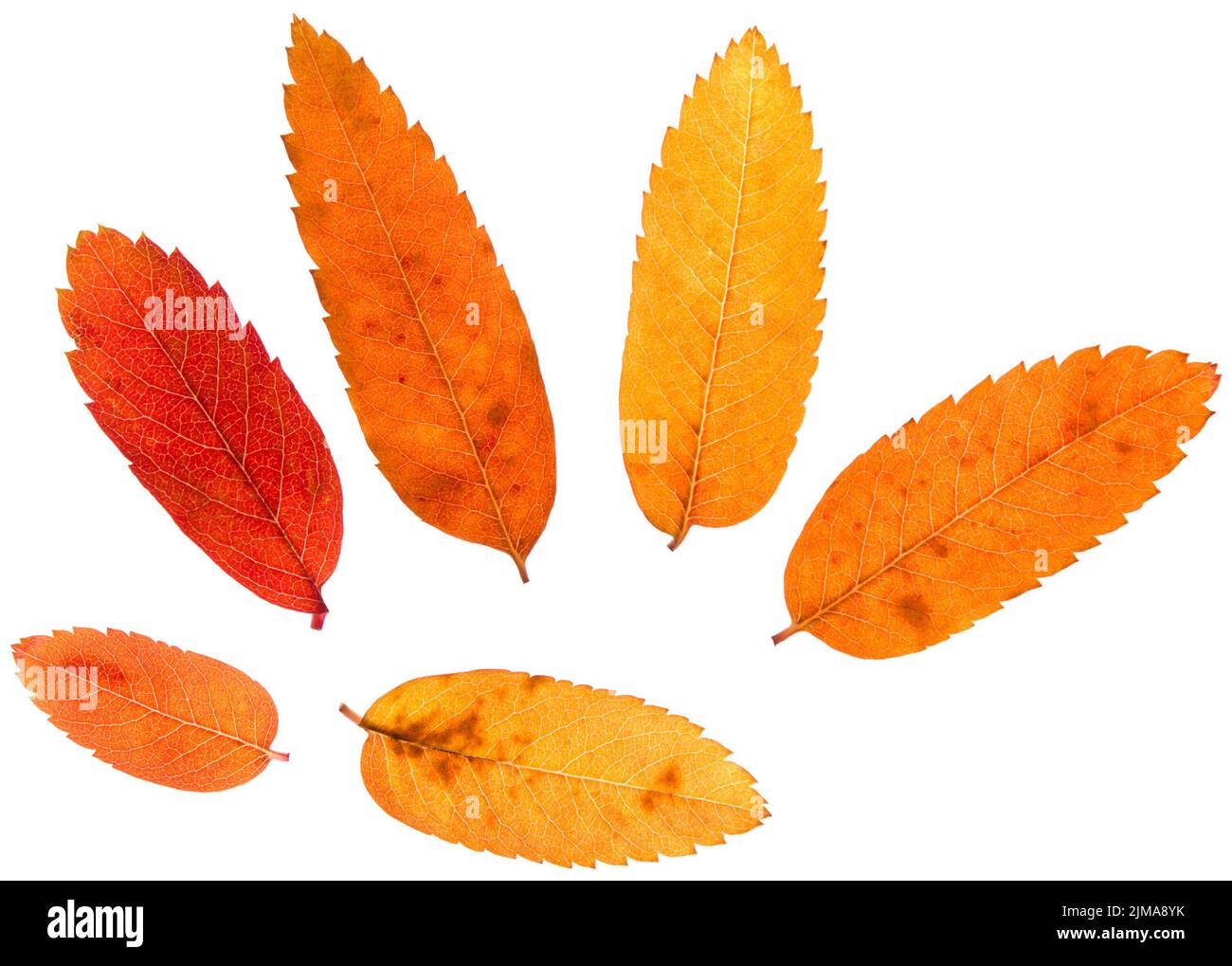 Leaf art design Cut Out Stock Images & Pictures - Alamy