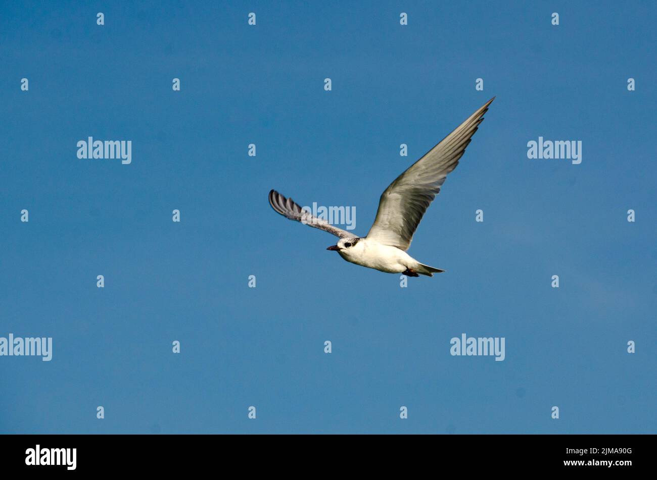 Flying sea bird Stock Photo - Alamy