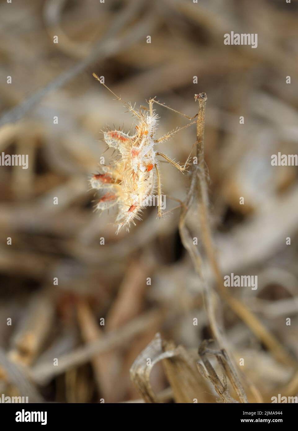Closeup bugs hi-res stock photography and images - Alamy