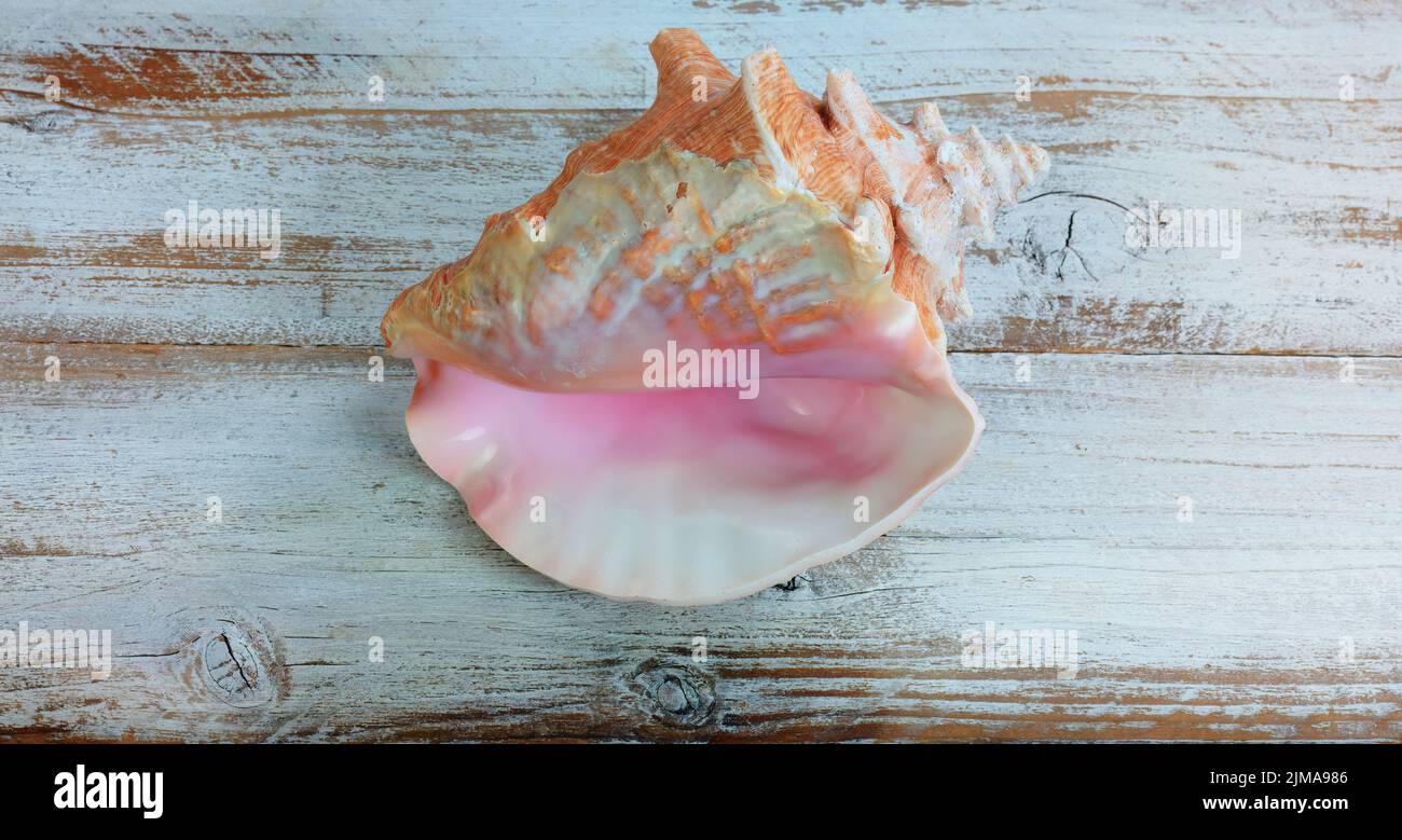 Pink conch hi-res stock photography and images - Alamy