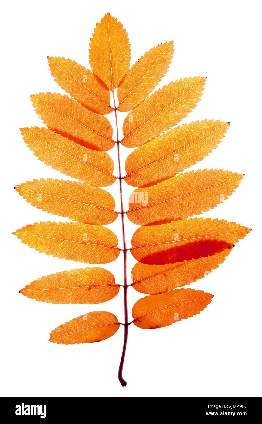 Mountain ash leaf Cut Out Stock Images & Pictures - Alamy