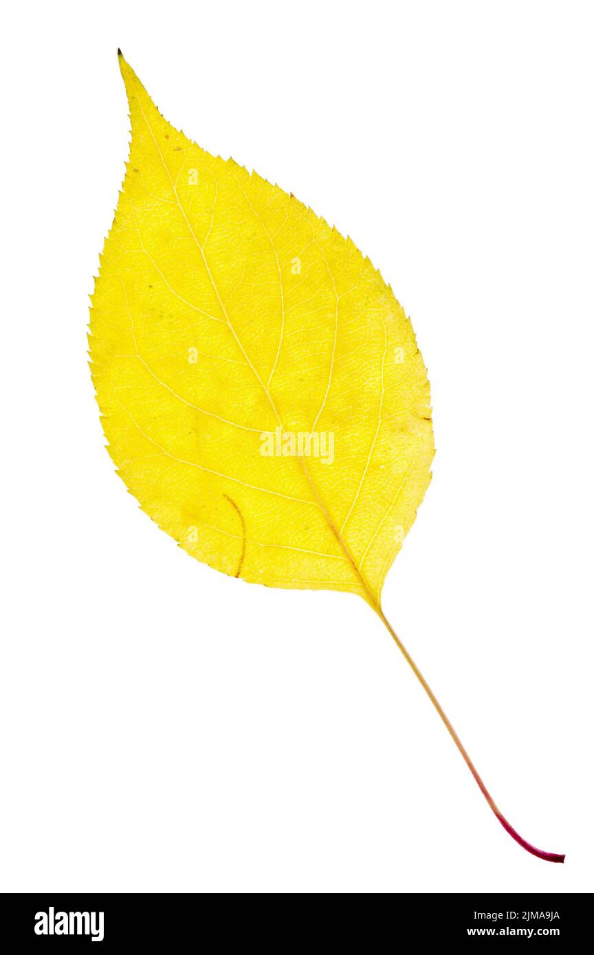 Leaf color variation hi-res stock photography and images - Alamy