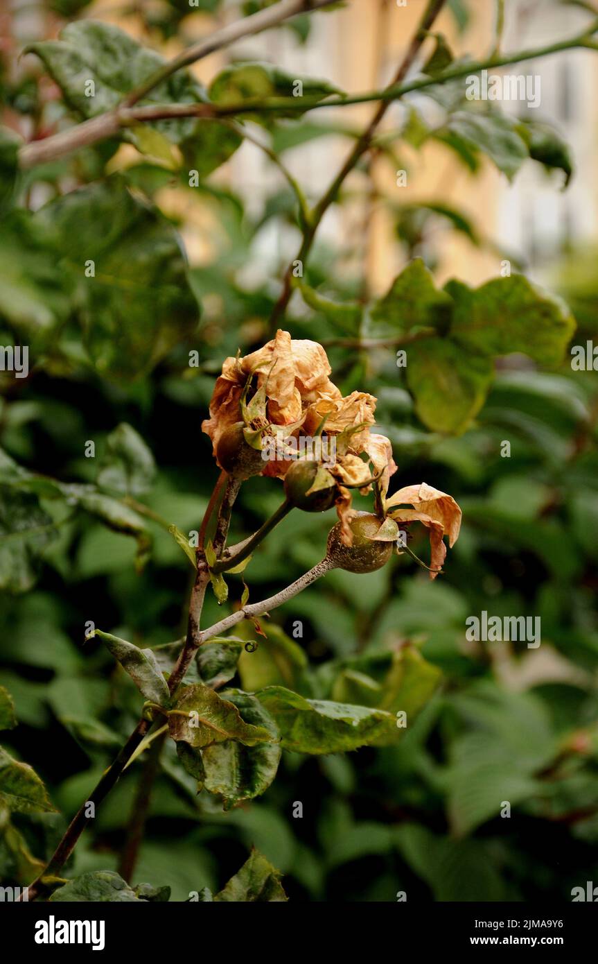 Fade plants hi-res stock photography and images - Alamy