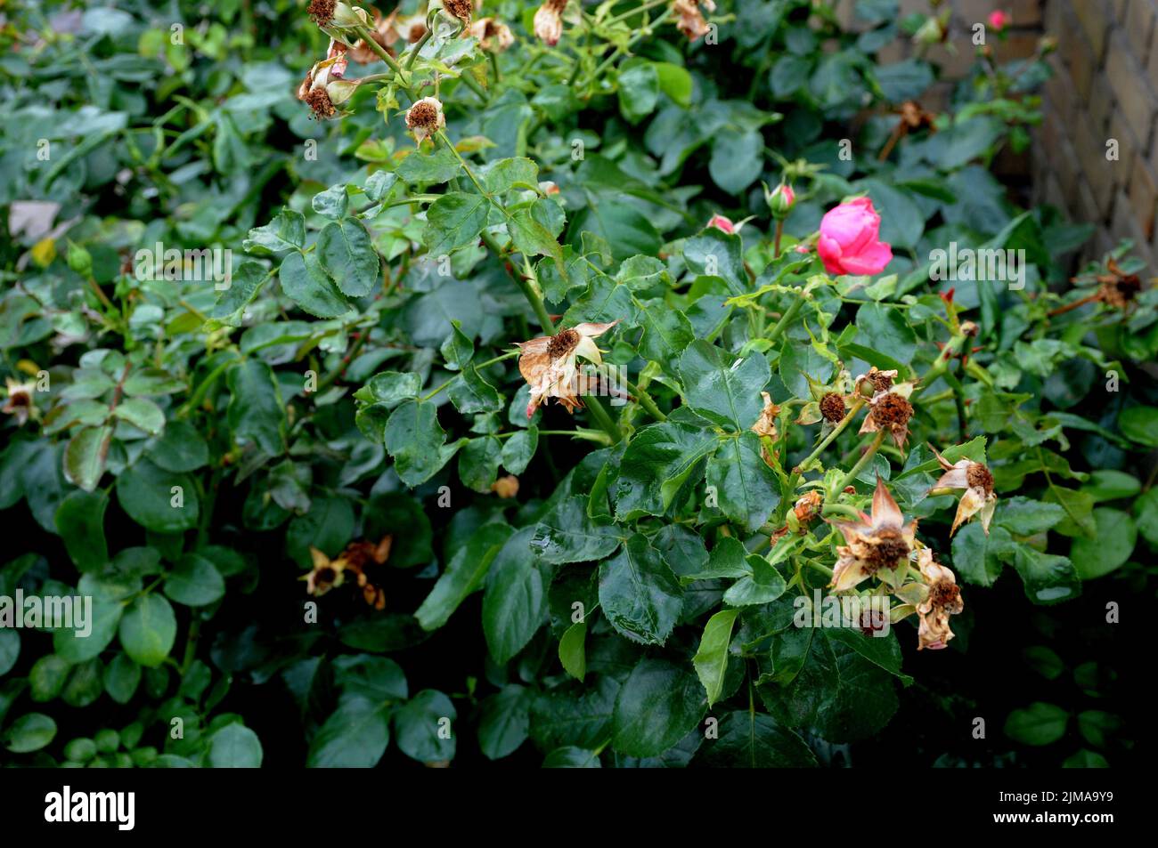Fade plants hi-res stock photography and images - Alamy