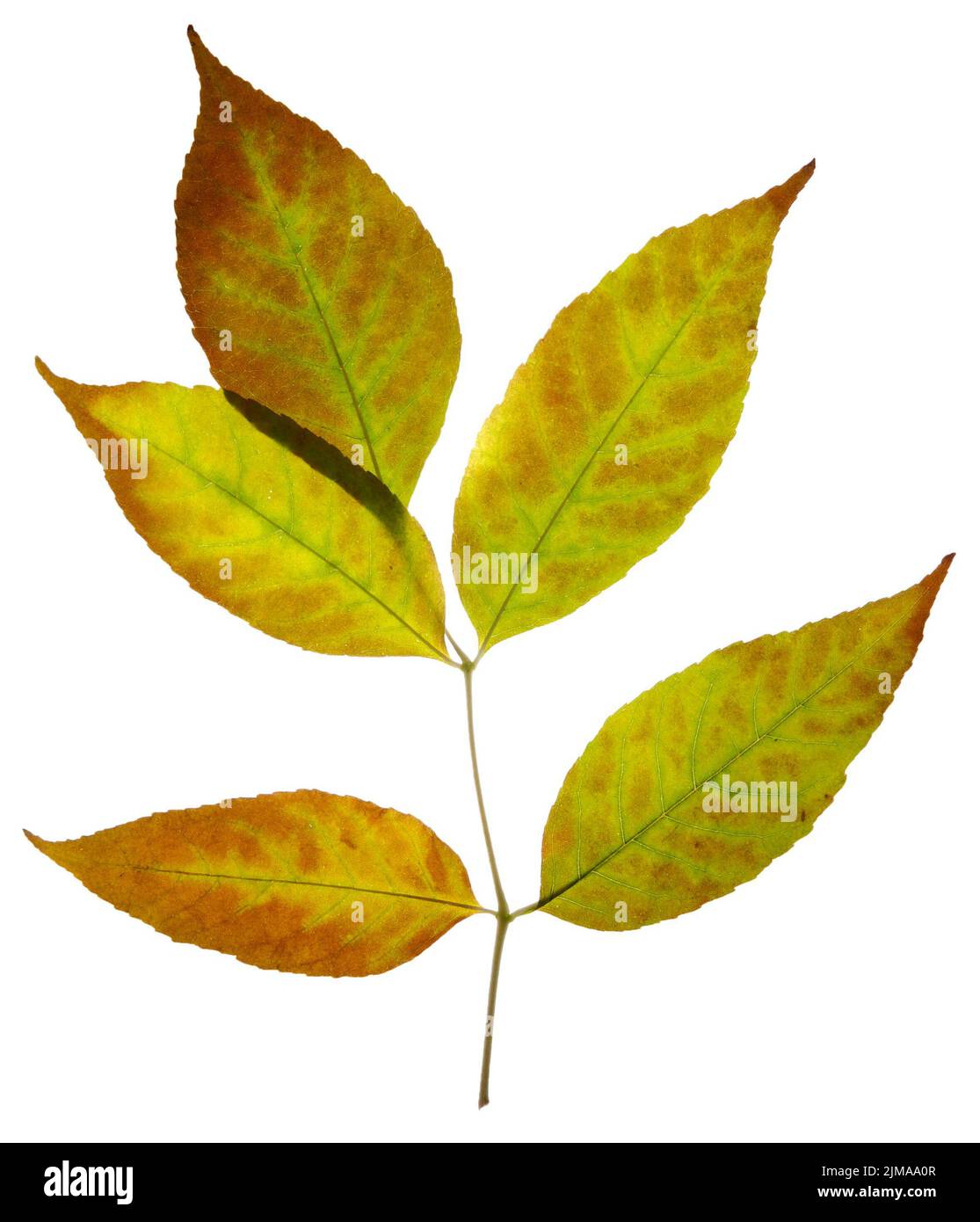 Leaf leaves plant foliage color Cut Out Stock Images & Pictures - Alamy