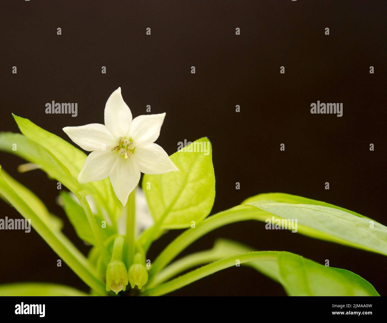 Fine flower hi-res stock photography and images - Alamy