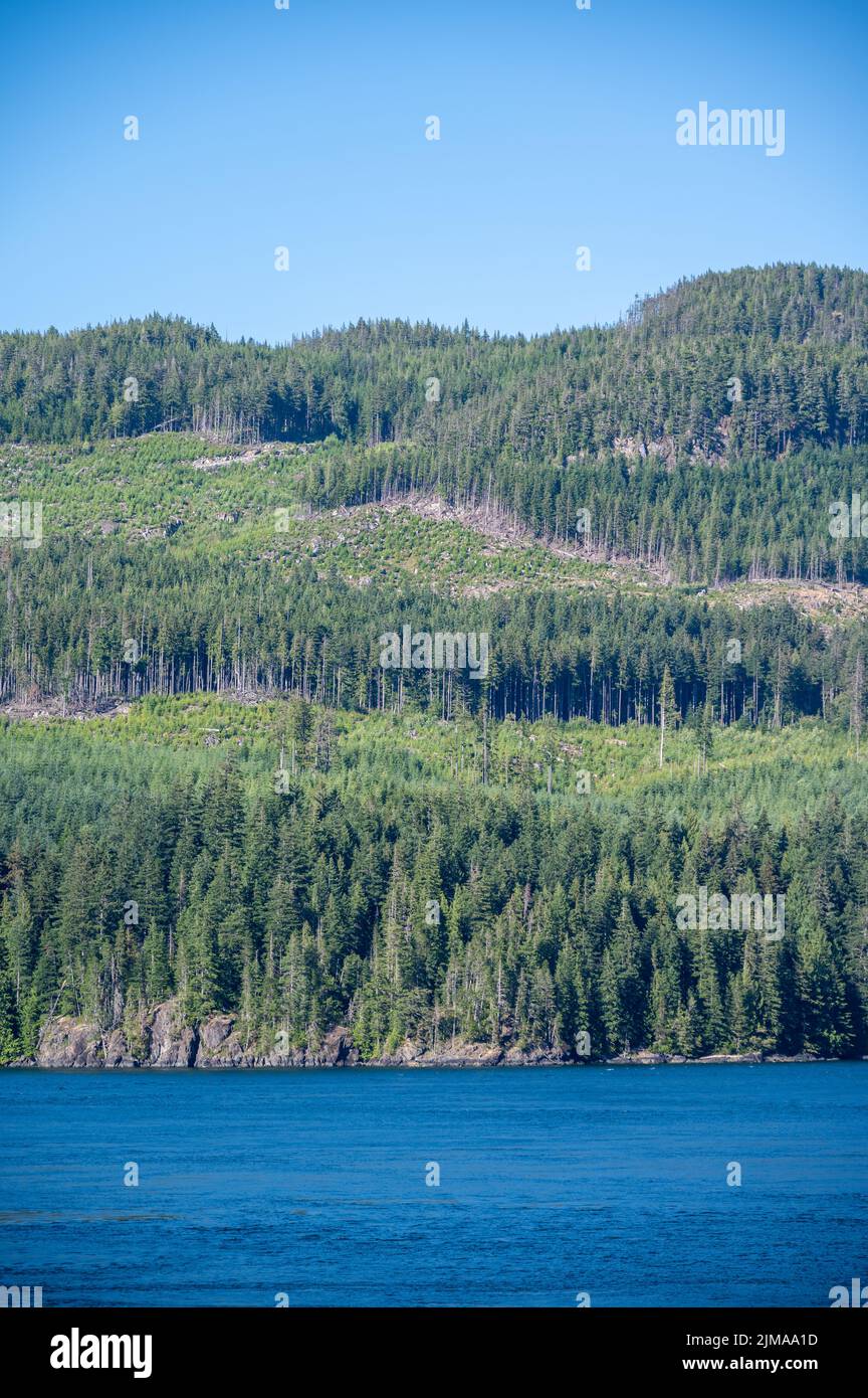 Logged forests on Vancouver Island Stock Photo - Alamy
