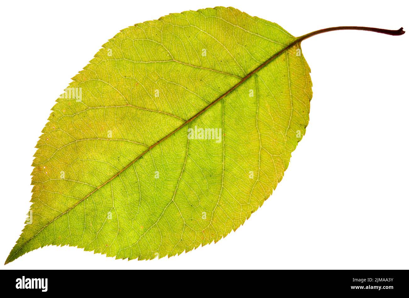 Autumn red green leaves Cut Out Stock Images & Pictures - Alamy
