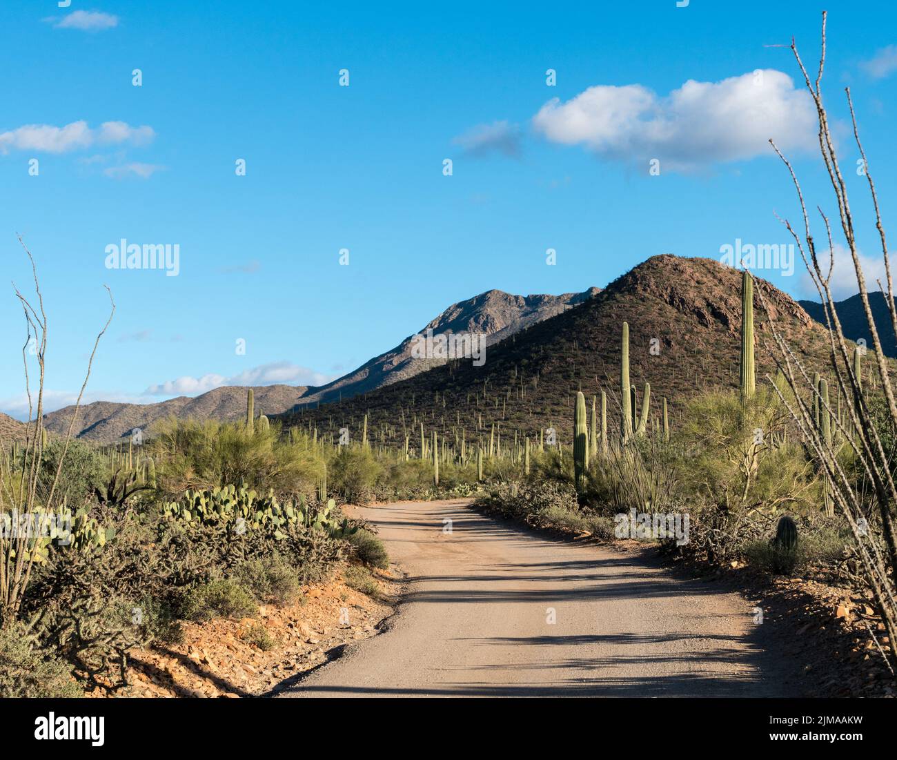Forest of cactus in Saguaro National Park West Tucson Stock Photo - Alamy