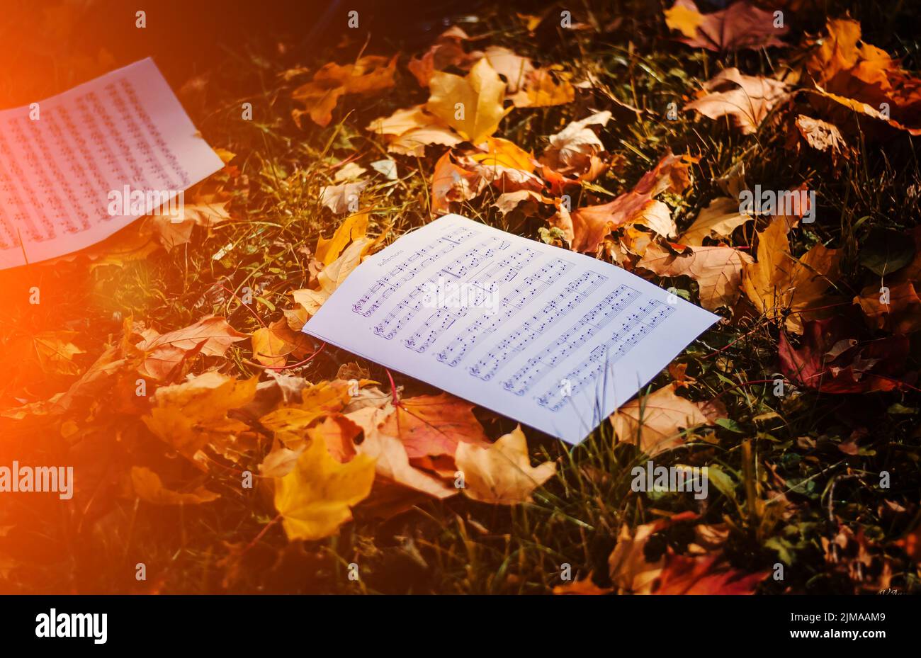 Notes on ground with yellow autumn leaves Stock Photo - Alamy