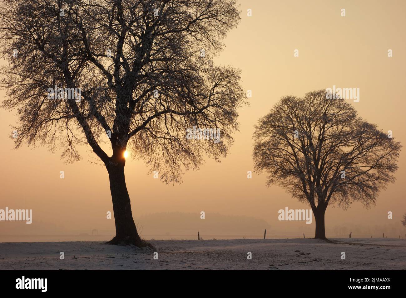 Street trees, trees Stock Photo - Alamy