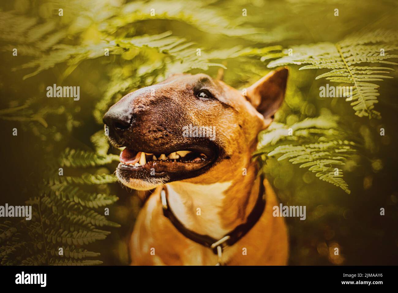 Cute beautiful ginger bull terrier puppy is sitting among green fern ...