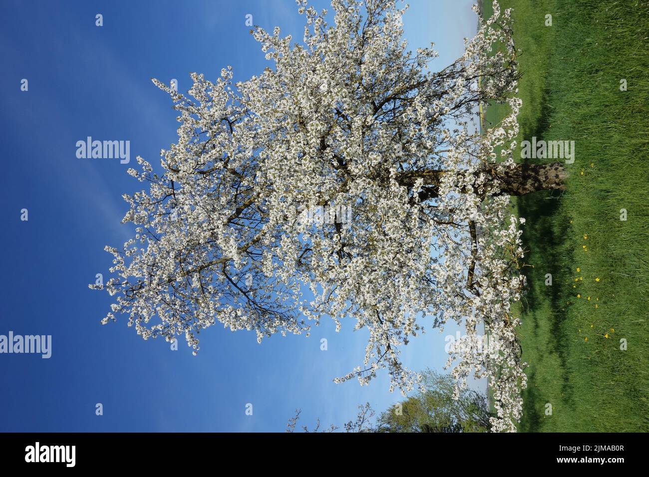 Red cherry blossom tree hi-res stock photography and images - Alamy