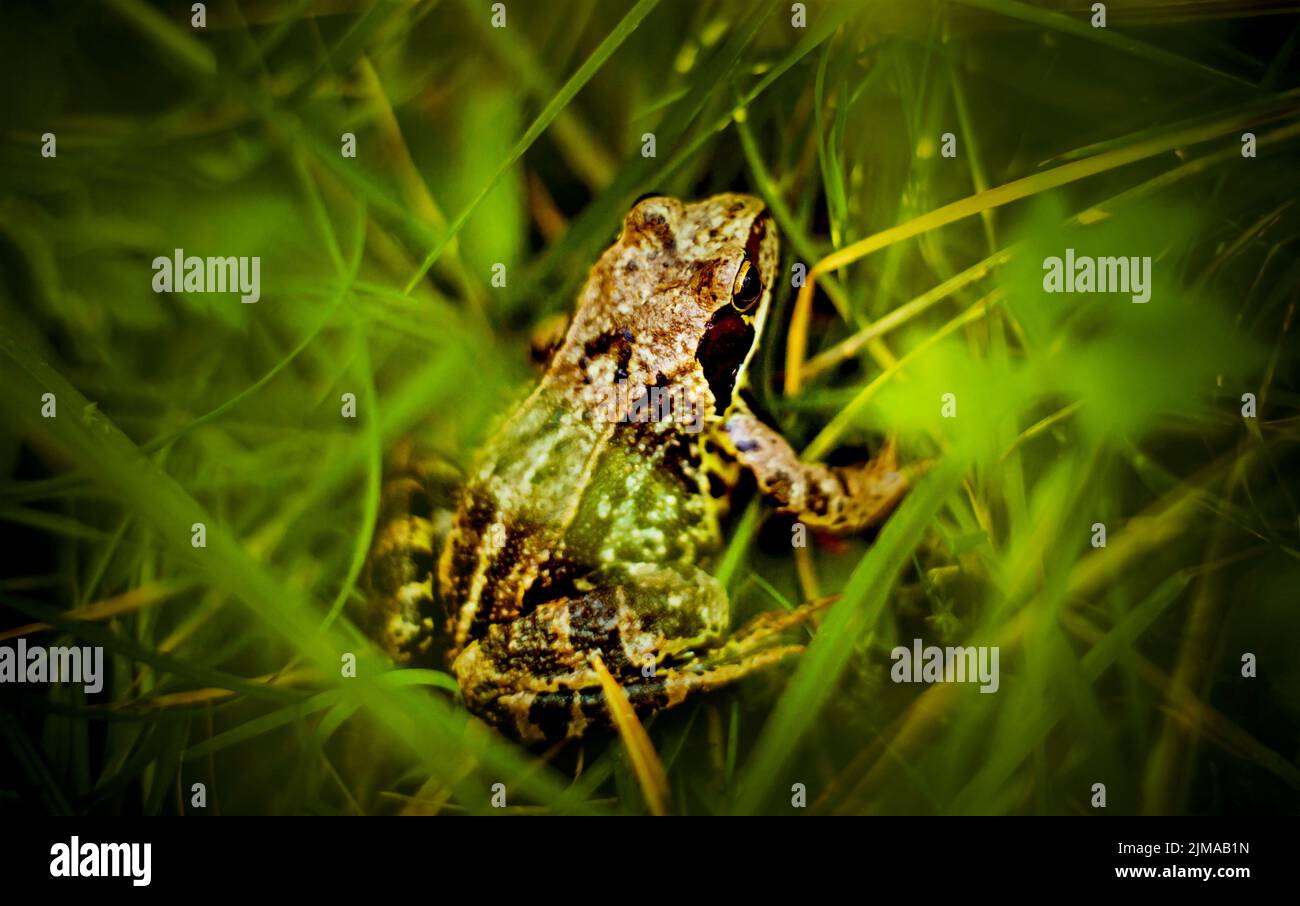 A beautiful spotted brown small frog hid in the green grass in the ...