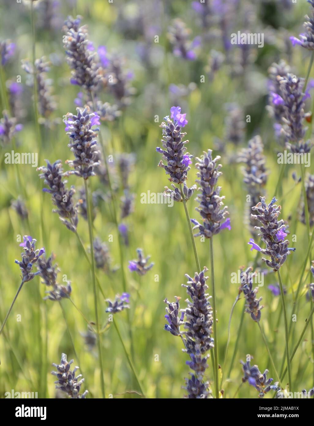 Lavender medicinal plant blue hi-res stock photography and images - Alamy
