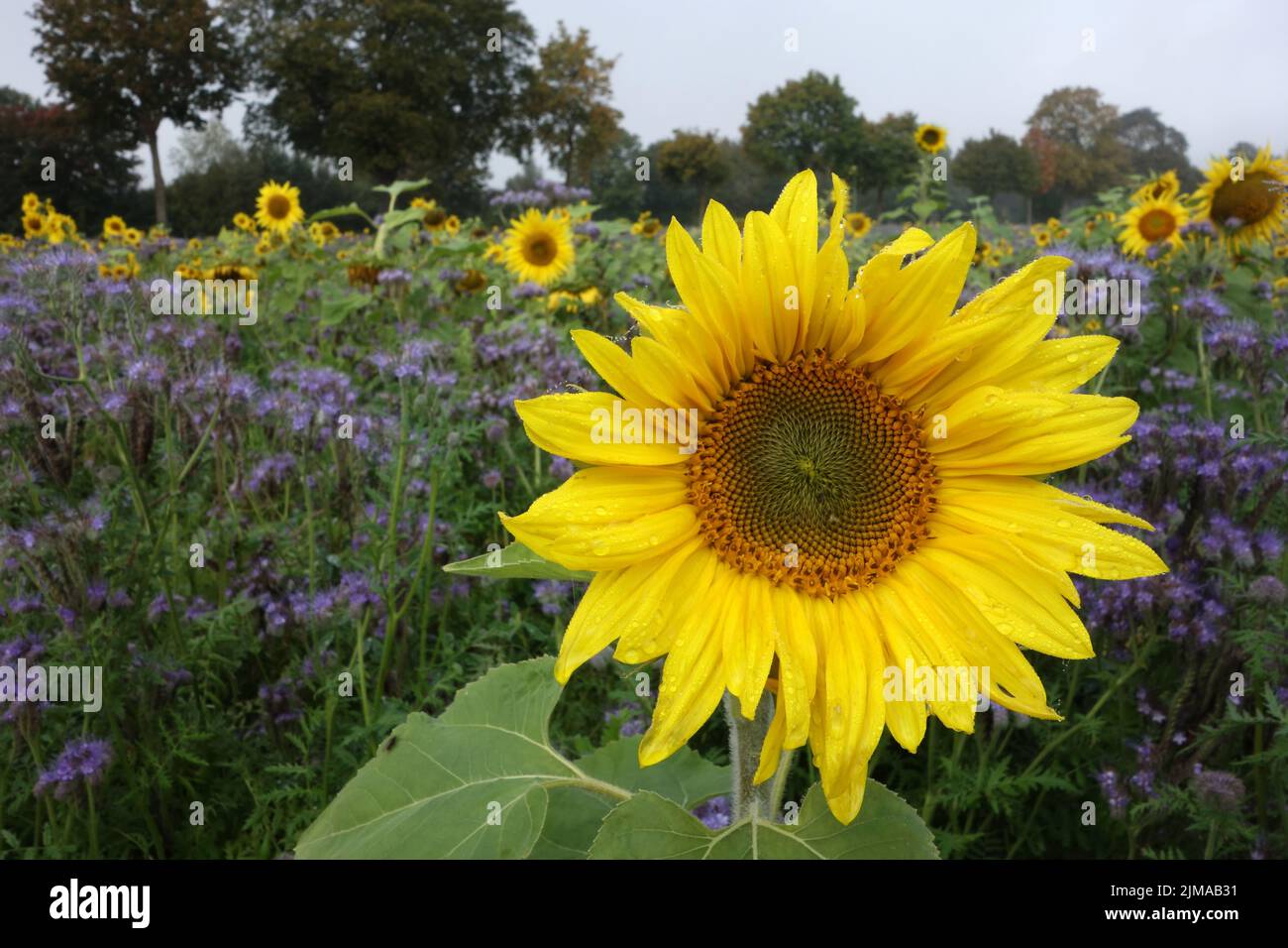 Sunflowers, flowering strips Stock Photo - Alamy