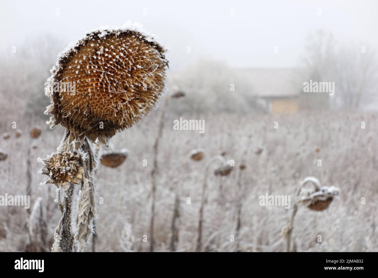 Winterfield hi-res stock photography and images - Alamy